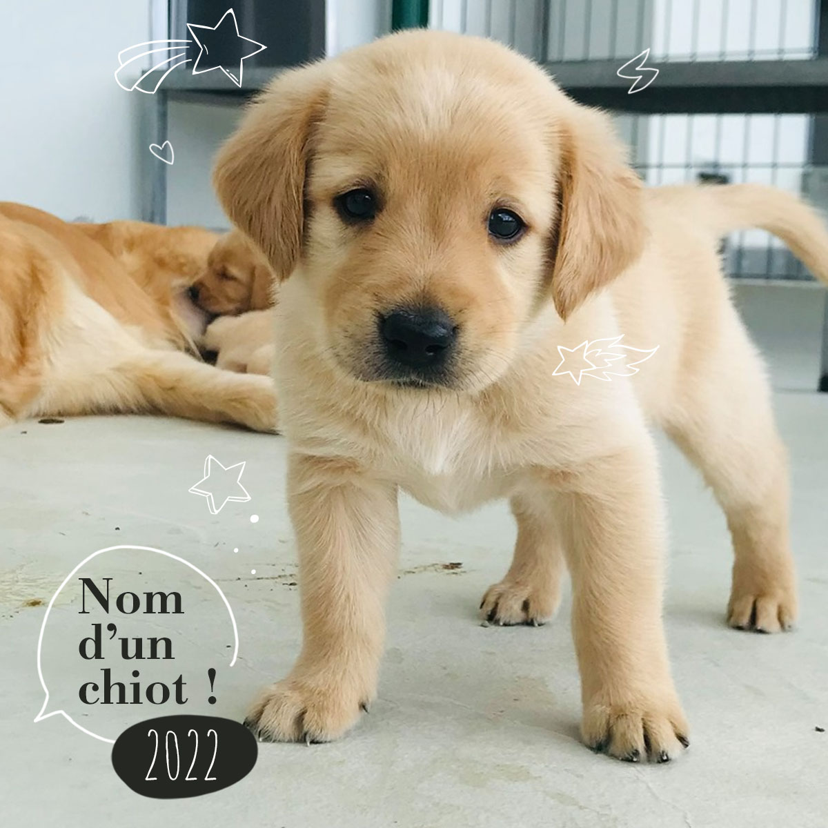 Nom De Chien En T En 2022